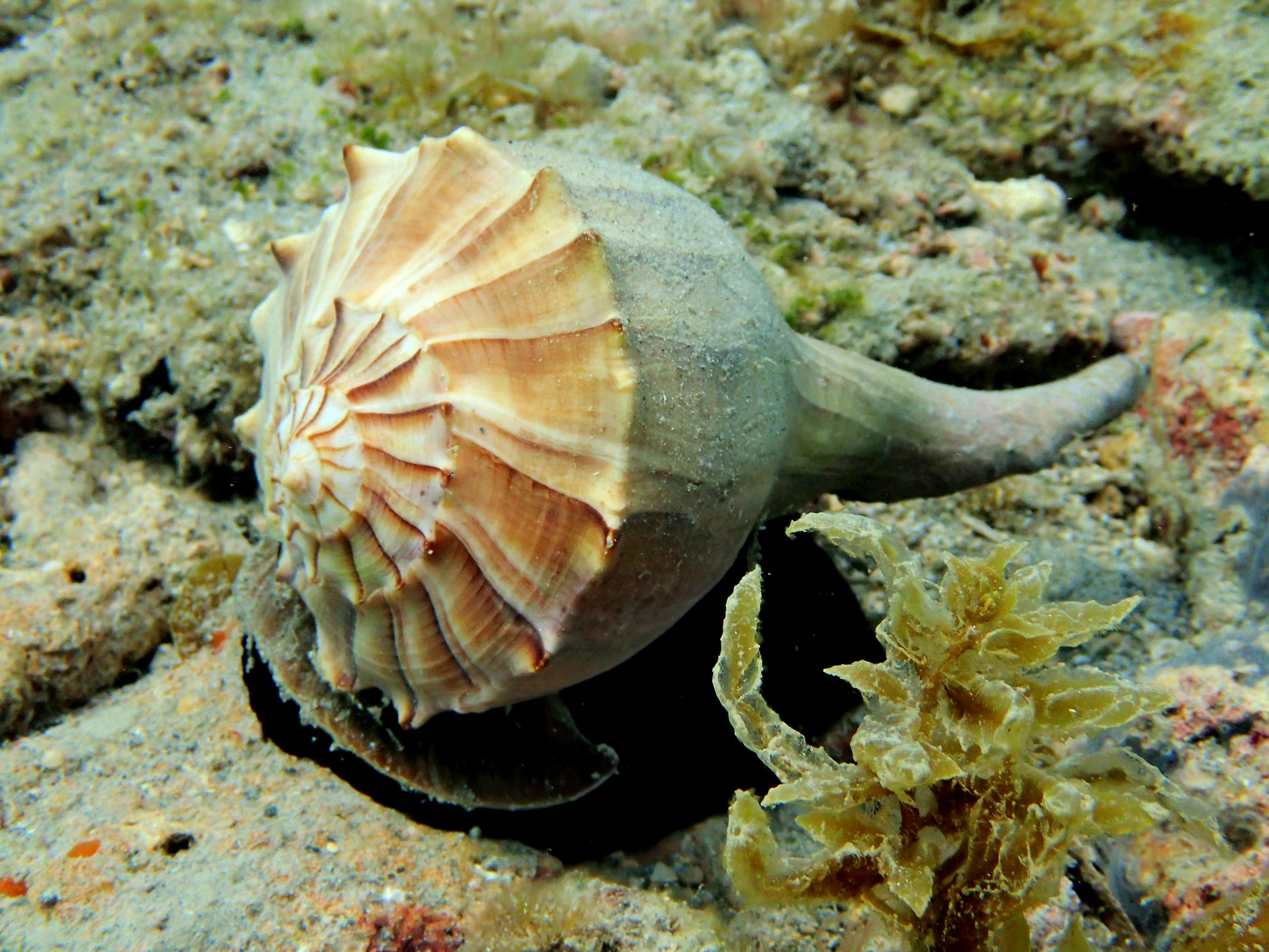 Southeast Florida : Florida Atlantic University - Department of Geosciences